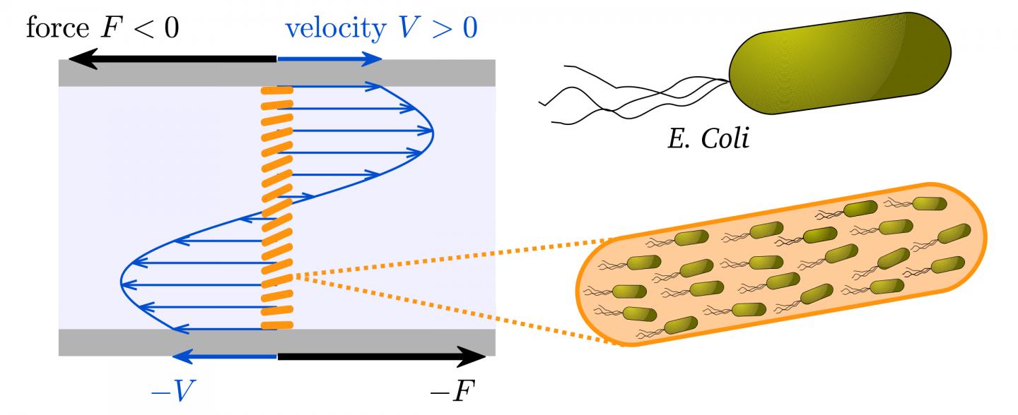 A Suspension of Bacteria Confi [IMAGE] | EurekAlert! Science News Releases