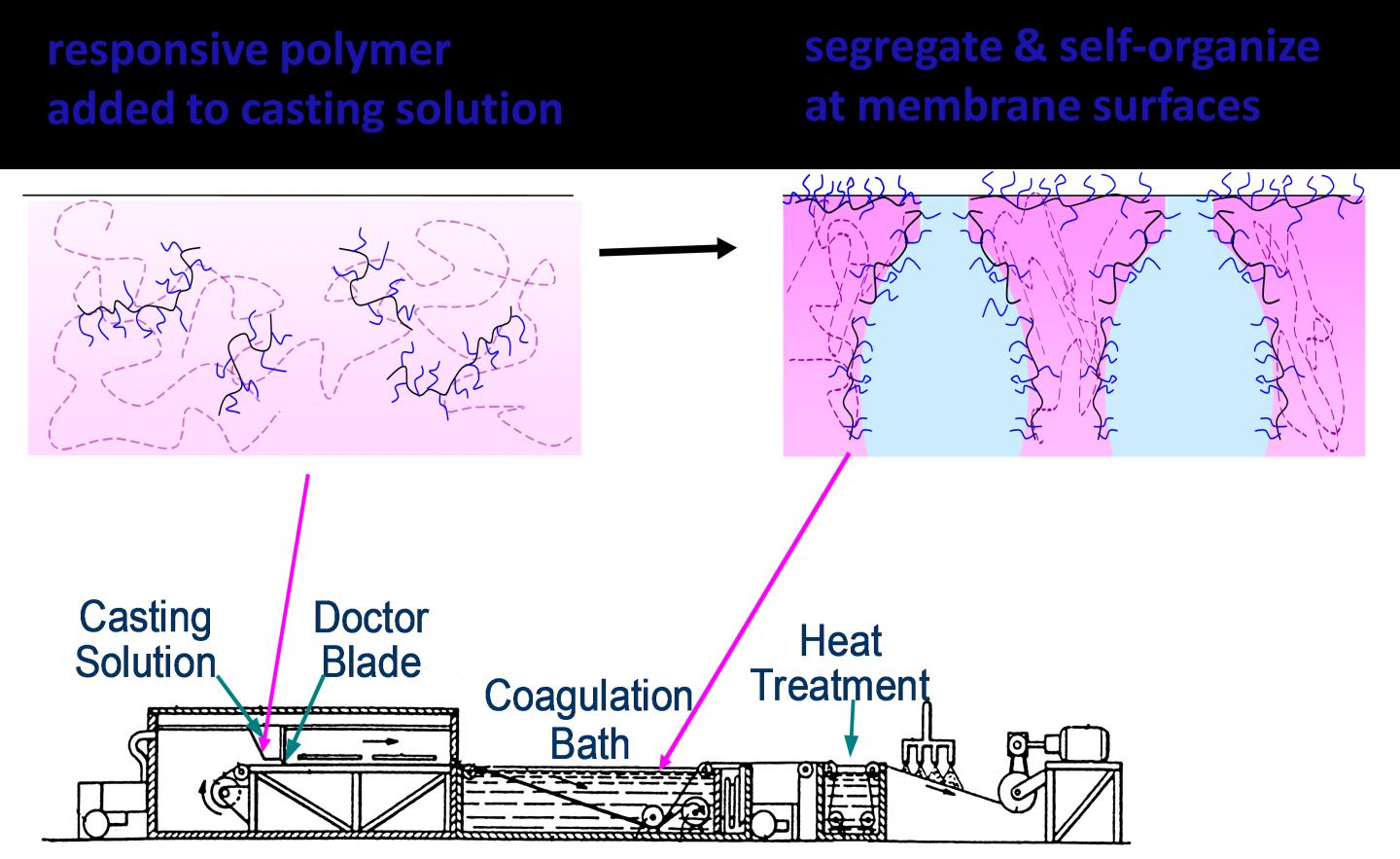 Responsive filtration membranes by polymer se | EurekAlert!