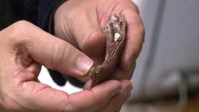 Holoptychius Lower Jaw [IMAGE] | EurekAlert! Science News Releases