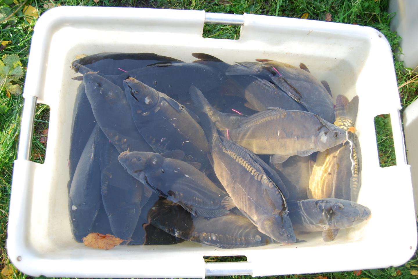 No Fish Tale: Interactive Education Improves | EurekAlert!