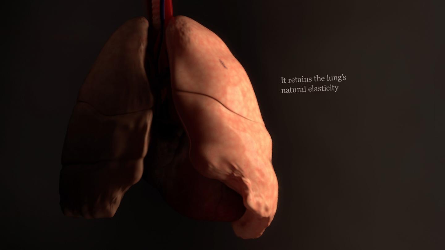 Elasticity [IMAGE] | EurekAlert! Science News Releases