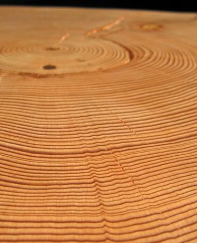 Tree Rings [IMAGE] | EurekAlert! Science News Releases