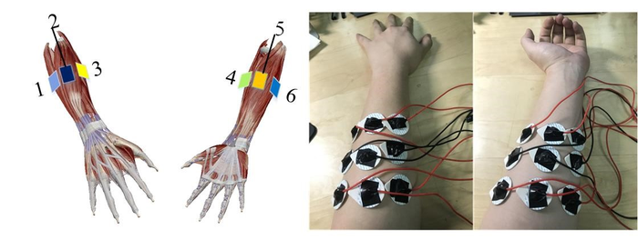 Hybrid machine-learning approach gives a hand | EurekAlert!