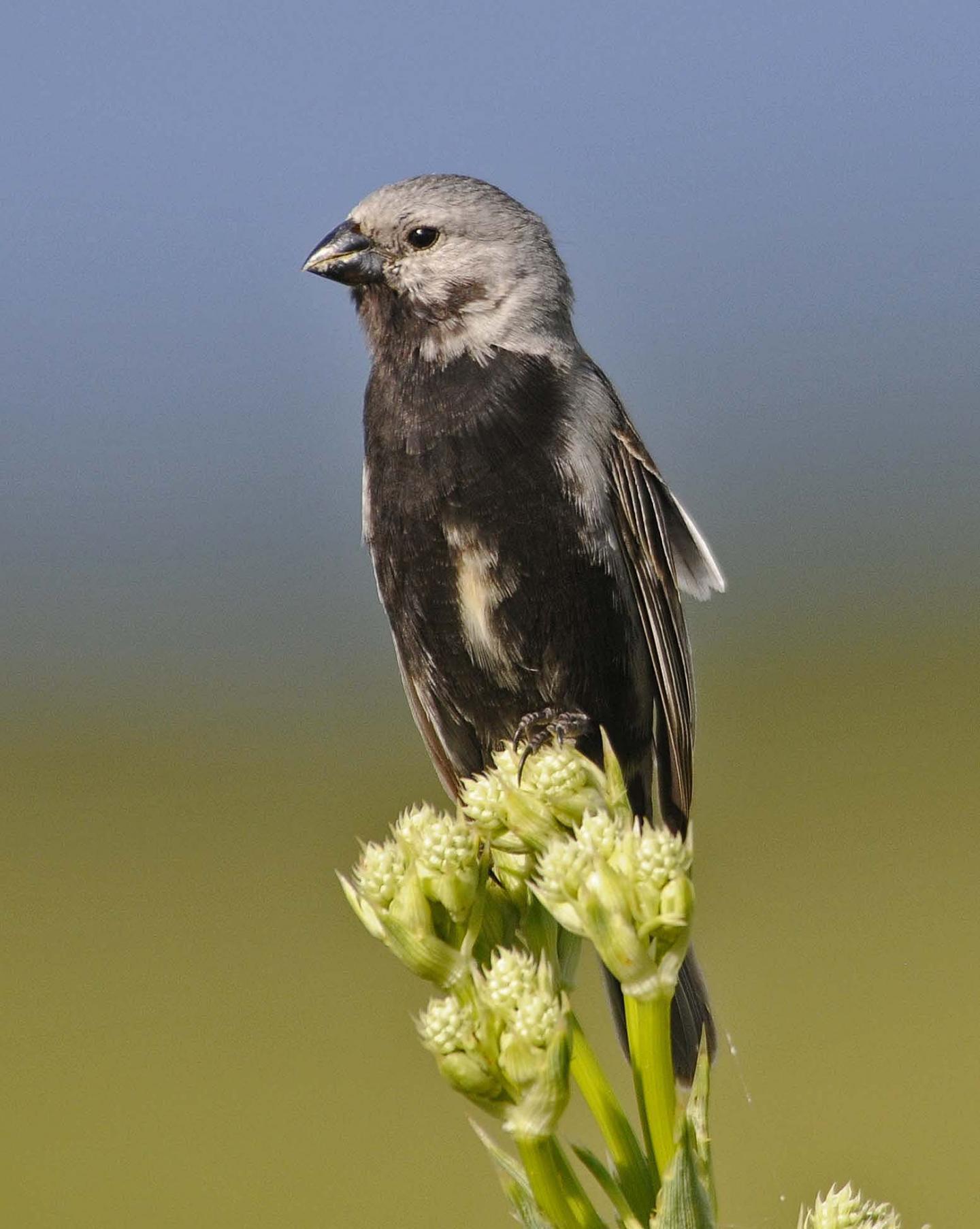 Despite Lack of Genetic Diversity, Why Do Fin | EurekAlert!