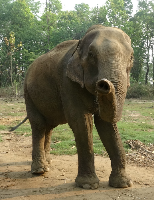 Asian elephants have a nasal pronunciation | EurekAlert!