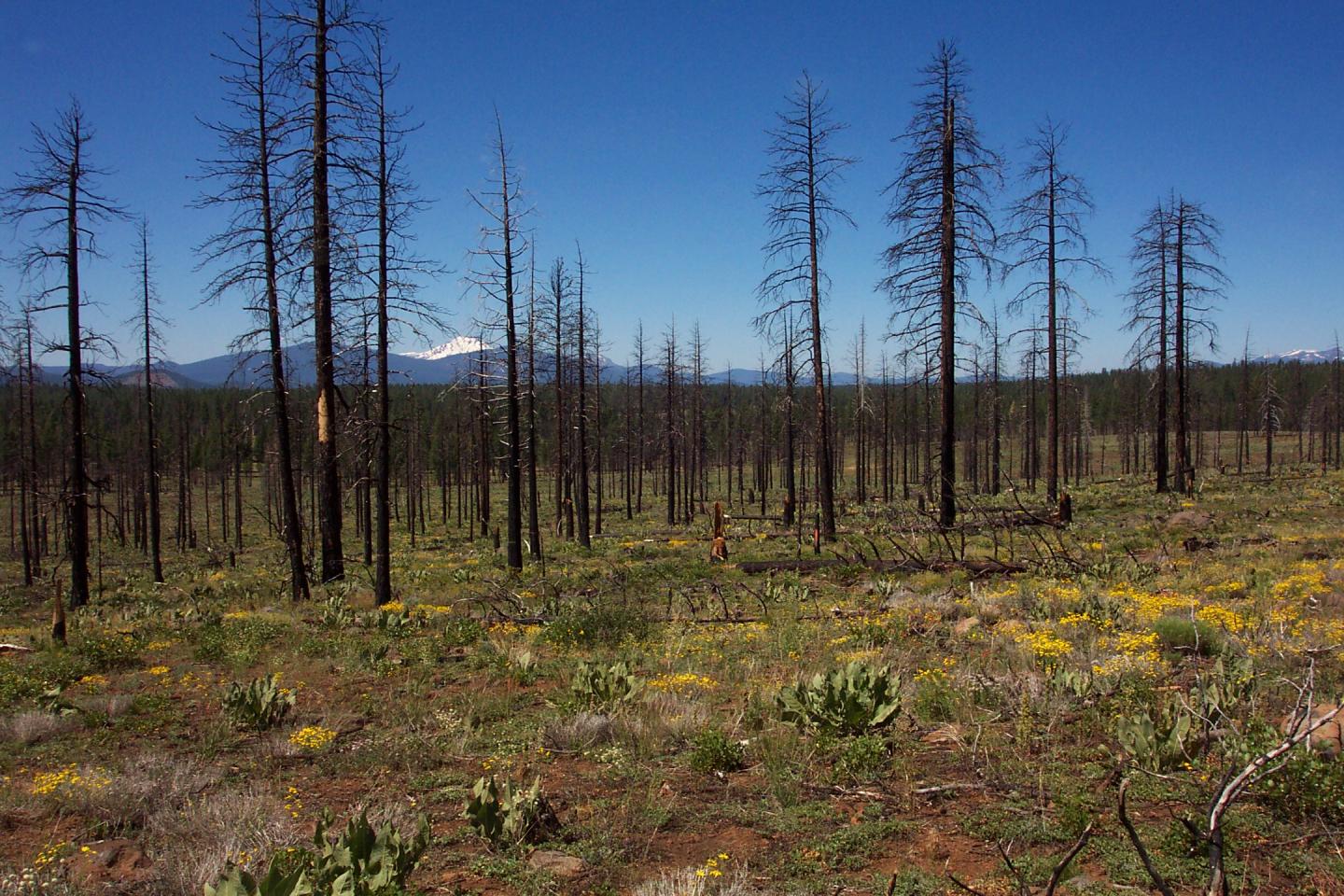 Cone Fire Salvage Treatment -- [IMAGE] | EurekAlert! Science News Releases