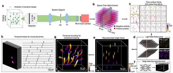 EventLFM: Event camera integrated fourier lig | EurekAlert!
