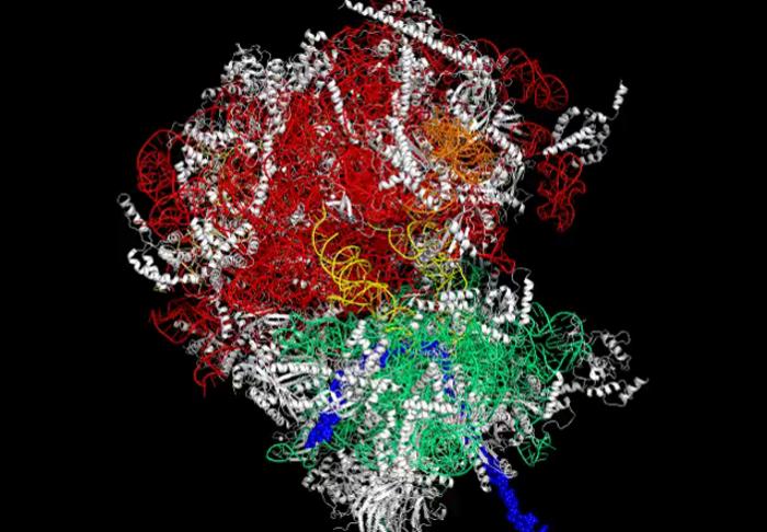 A ribosome [IMAGE] | EurekAlert! Science News Releases