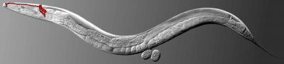 C. elegans and Olfactory Neuro [IMAGE] | EurekAlert! Science News Releases
