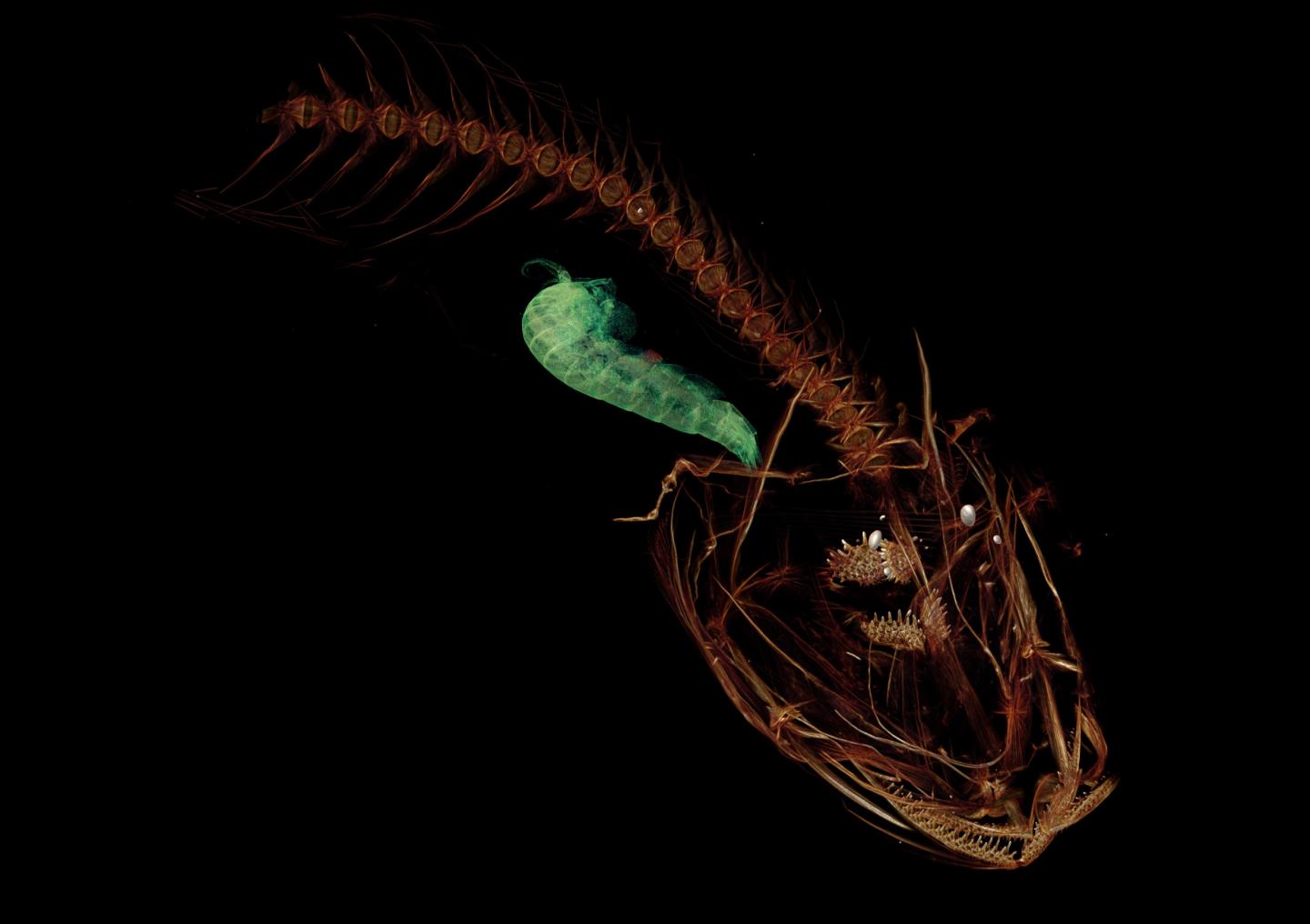 CT scan: Mariana Snailfish [IMAGE] | EurekAlert! Science News Releases