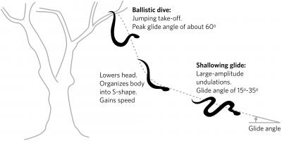 Schematic of a Snake Flight [IMAGE] | EurekAlert! Science News Releases