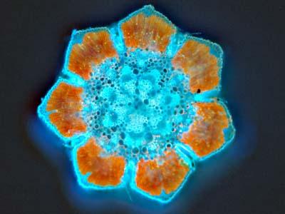 A Cross-Section of a Stem and [IMAGE] | EurekAlert! Science News Releases