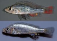 A new fish species from Lake Victoria named i | EurekAlert!