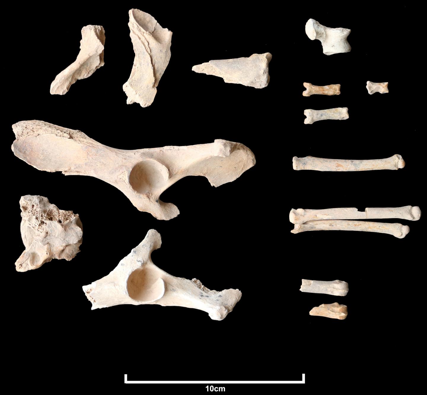 Dog bone fragments found at bu [IMAGE] | EurekAlert! Science News Releases