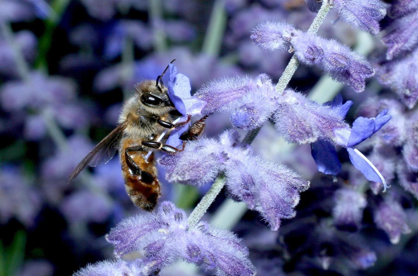 Honey Bee Forages [IMAGE] | EurekAlert! Science News Releases