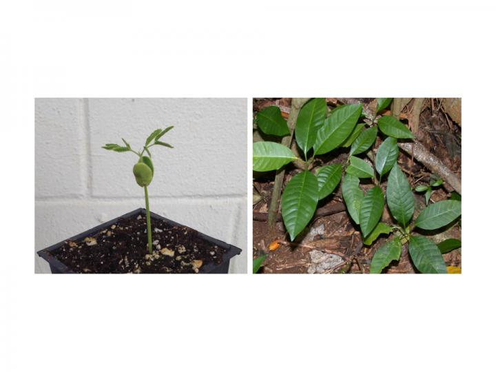 Study reveals answers for managing Guam's thr | EurekAlert!