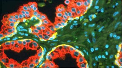 Tissue Section [IMAGE] | EurekAlert! Science News Releases