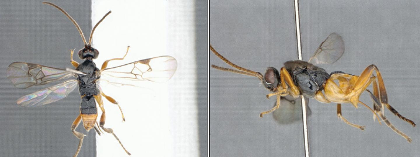 New wasp Species: Microgaster [IMAGE] | EurekAlert! Science News Releases