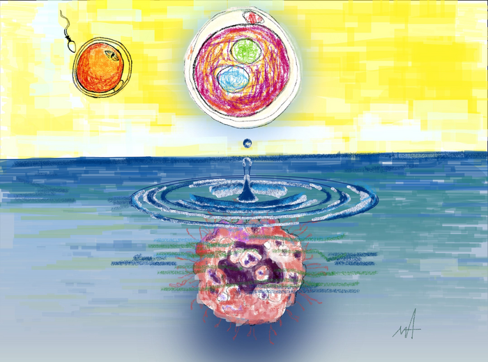The initiation of embryonic li [IMAGE] | EurekAlert! Science News Releases