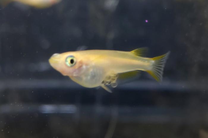 Egg-carrying medaka fish [IMAGE] | EurekAlert! Science News Releases