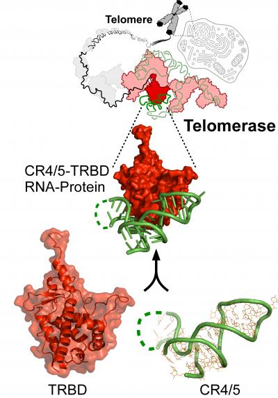 Enzyme Telomerase Complex [IMAGE] | EurekAlert! Science News Releases