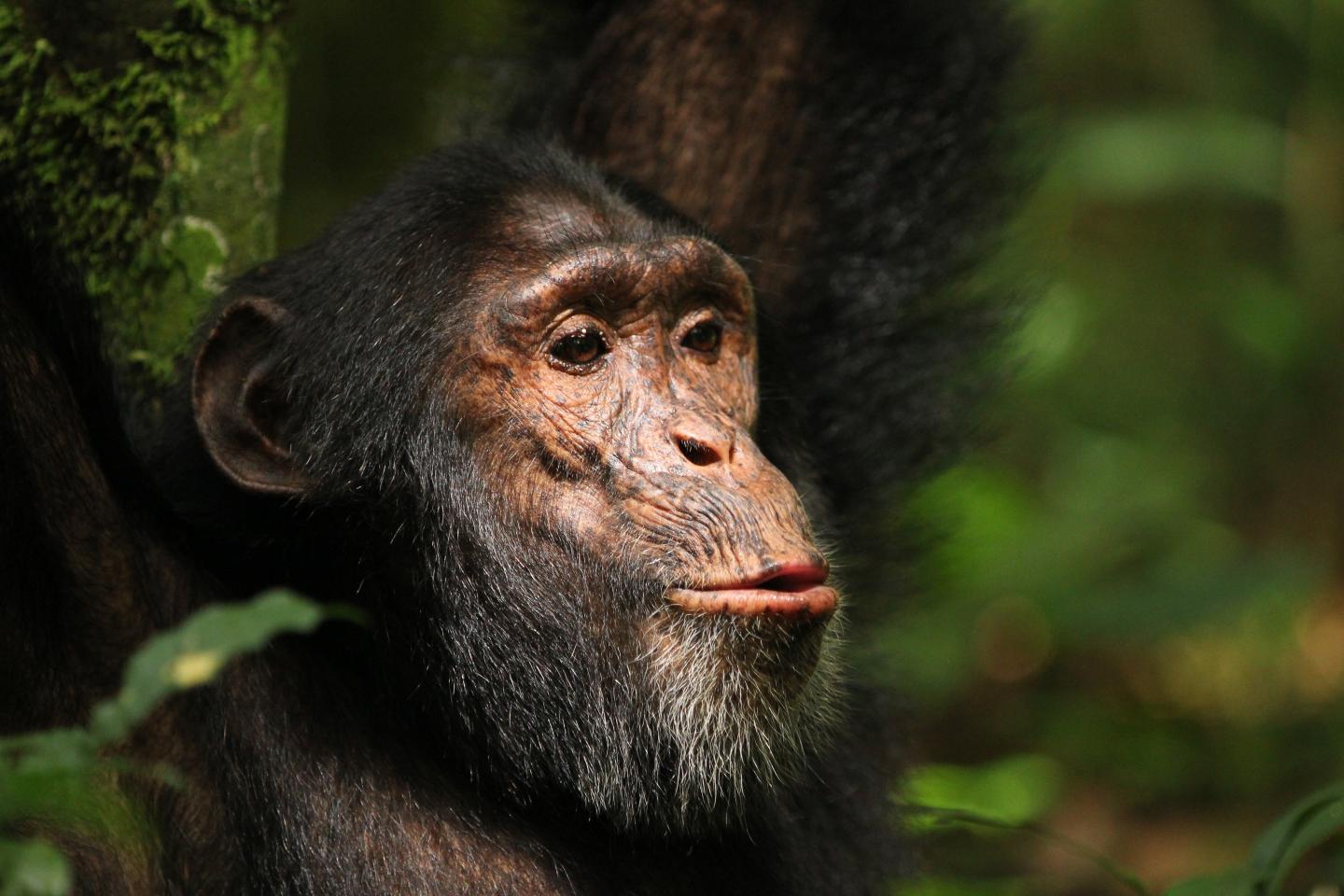 Chimps and Bonobos Had a Fling [IMAGE] | EurekAlert! Science News Releases
