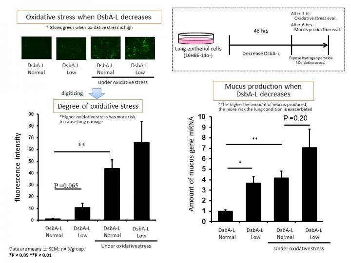 Reduction of DsbA-L [IMAGE] | EurekAlert! Science News Releases