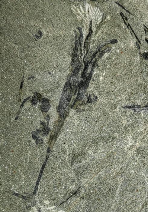 New seed fossil sheds light on wind dispersal | EurekAlert!