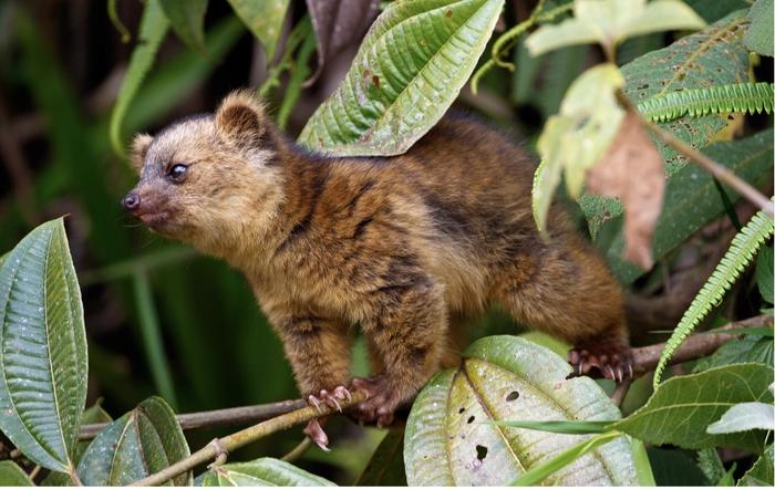Olinguito - a "new" fruit eate [IMAGE] | EurekAlert! Science News Releases