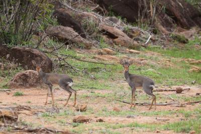 Understanding Why Male Mammals Choose Monogam | EurekAlert!