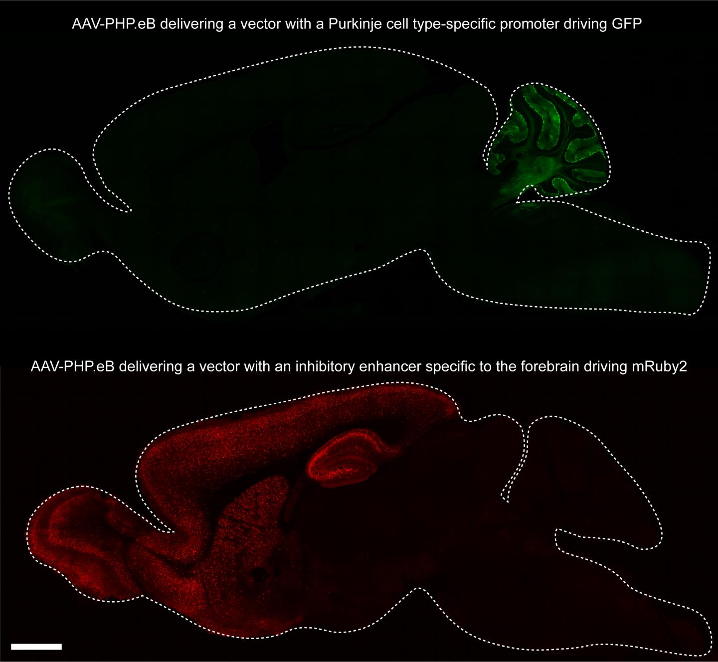 AAV-PHP.eB Non-Invasively Deli [IMAGE] | EurekAlert! Science News Releases