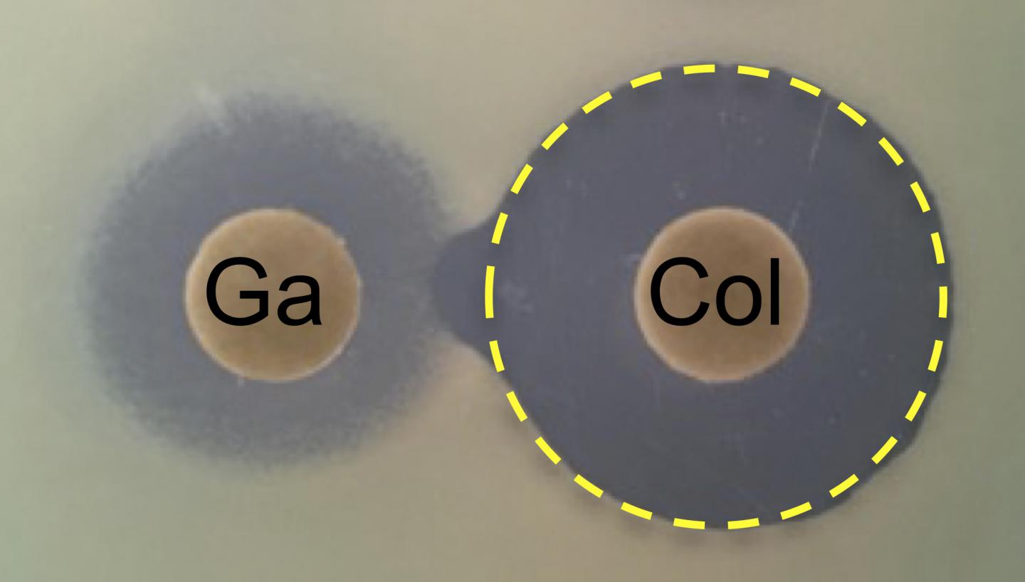 Heavy Metal Acts as Heavy Arti [IMAGE] | EurekAlert! Science News Releases