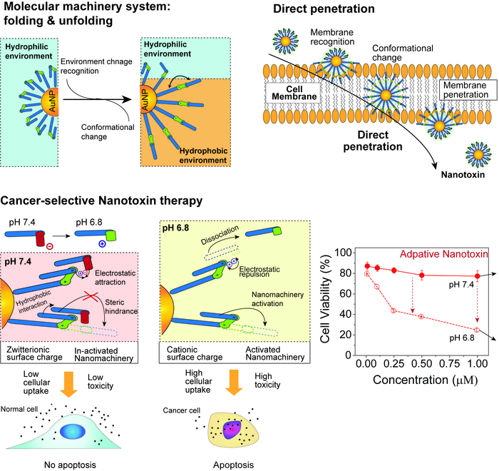 Nanomachines for direct penetration of cancer | EurekAlert!