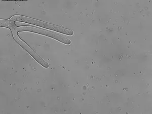 Movie 1 Allomyces [VIDEO] | EurekAlert! Science News Releases