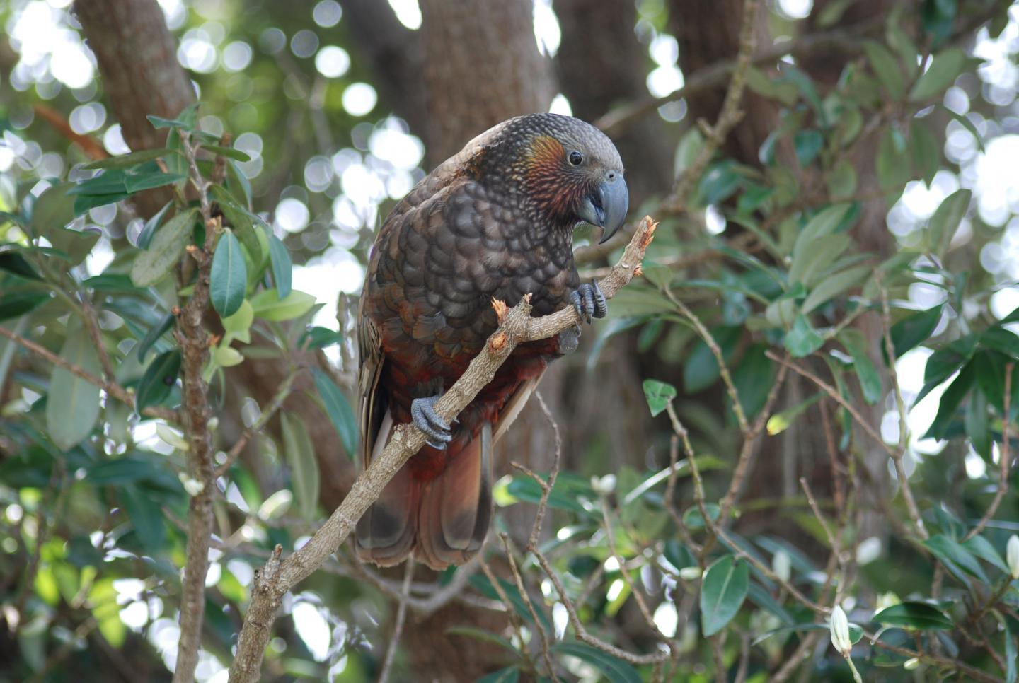 Kaka Bird [IMAGE] | EurekAlert! Science News Releases