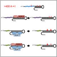 A key facilitator of mRNA editing uncovered b | EurekAlert!