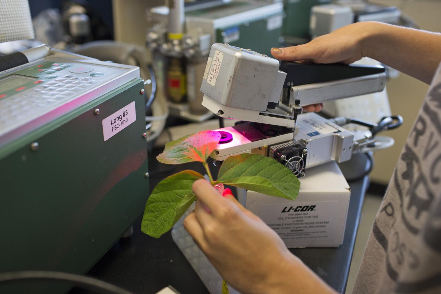 The Transgenic Key to More Productive Crops ( | EurekAlert!