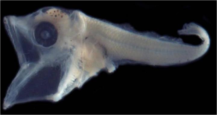Bluefin Tuna Larvae [IMAGE] | EurekAlert! Science News Releases