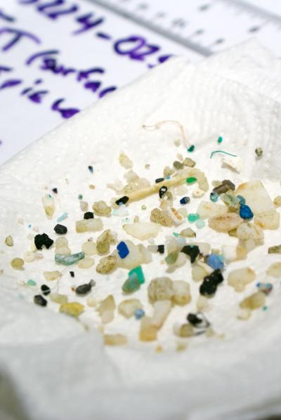 Smaller Plastic, Bigger Proble [IMAGE] | EurekAlert! Science News Releases