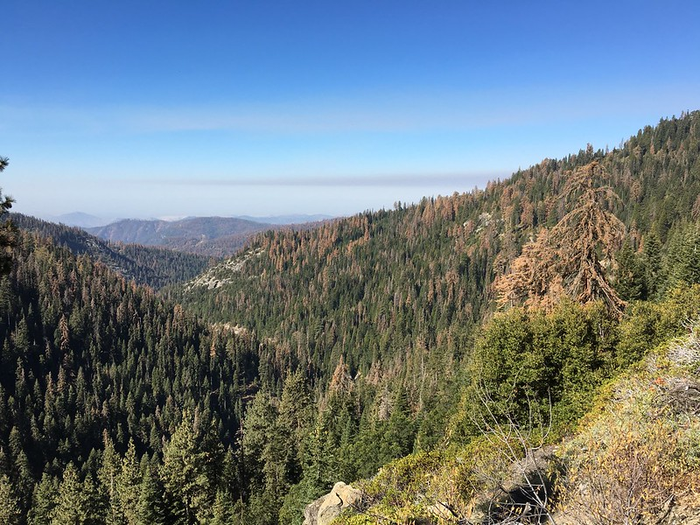California Forest [IMAGE] | EurekAlert! Science News Releases