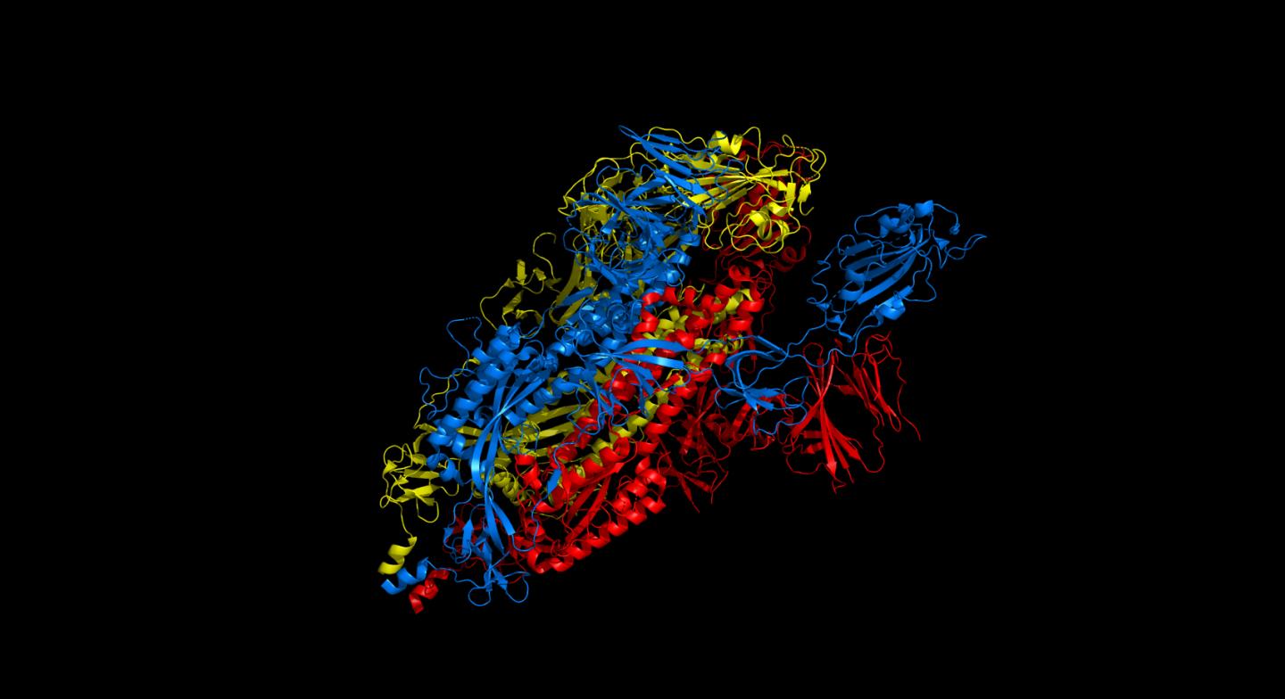 Side view of spike protein str [IMAGE] | EurekAlert! Science News Releases