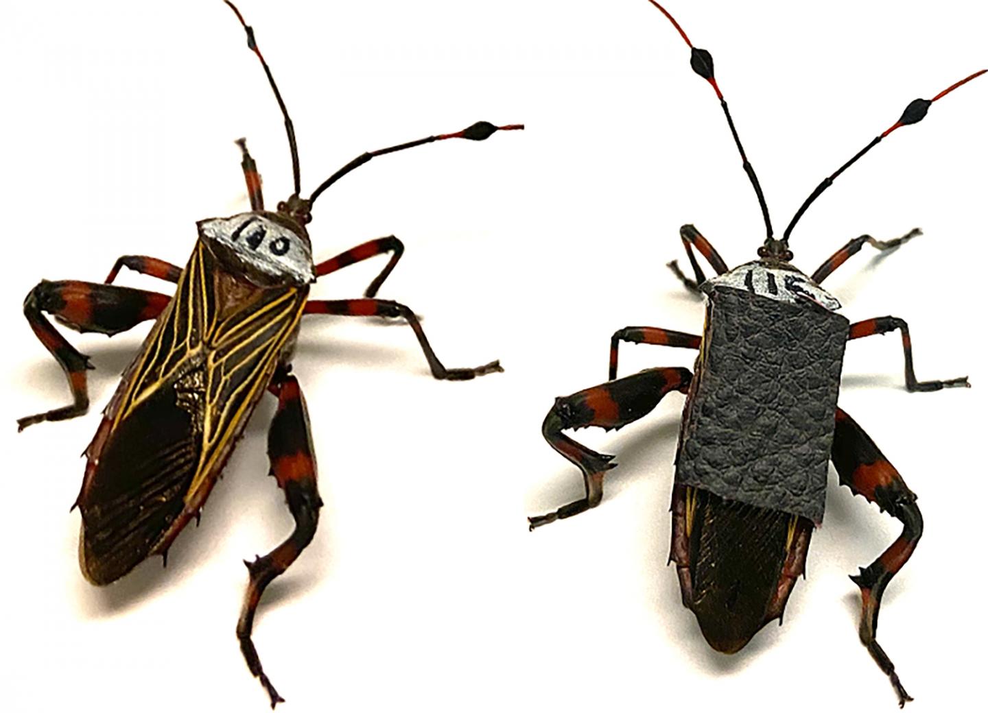 Giant mesquite bugs in the lab [IMAGE] | EurekAlert! Science News Releases