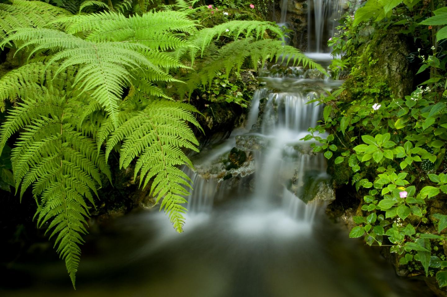 Scientists sequence 1,100 plants, illuminatin | EurekAlert!