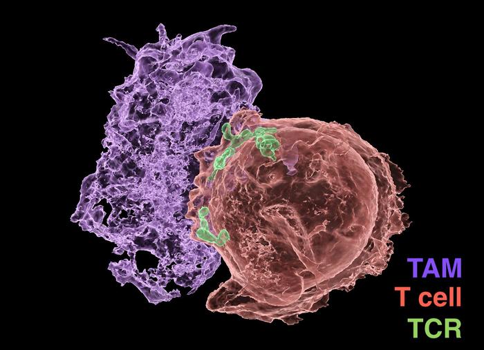 Micrograph of macrophages and [IMAGE] | EurekAlert! Science News Releases