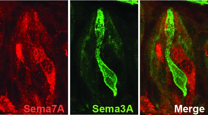 Rewired taste system reveals how flavors move | EurekAlert!