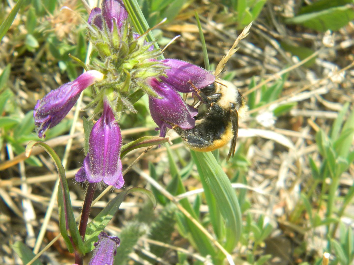 Flower Declines Shrink Bee Ton [IMAGE] | EurekAlert! Science News Releases