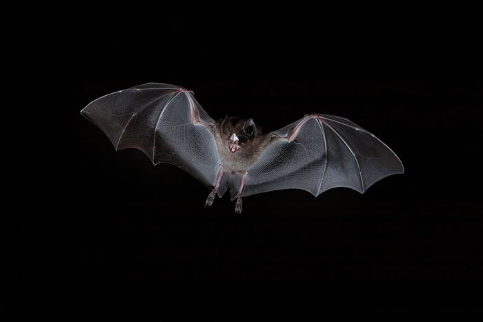Seba’s short-tailed bat (Carol [IMAGE] | EurekAlert! Science News Releases