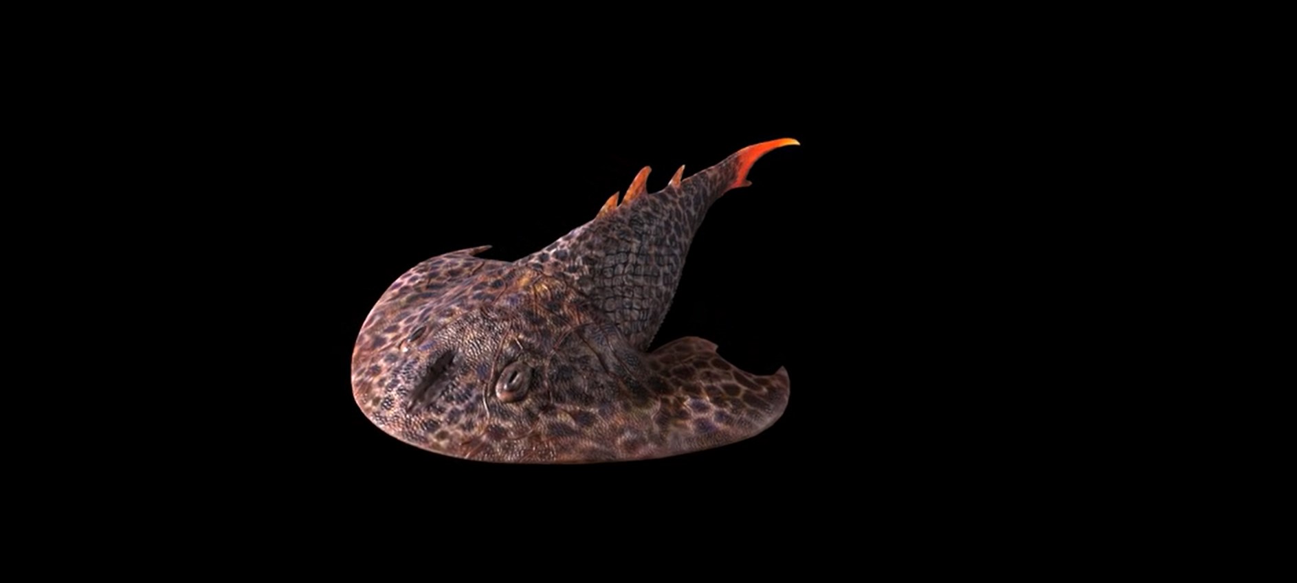 Tujiaaspis vividus [VIDEO] | EurekAlert! Science News Releases