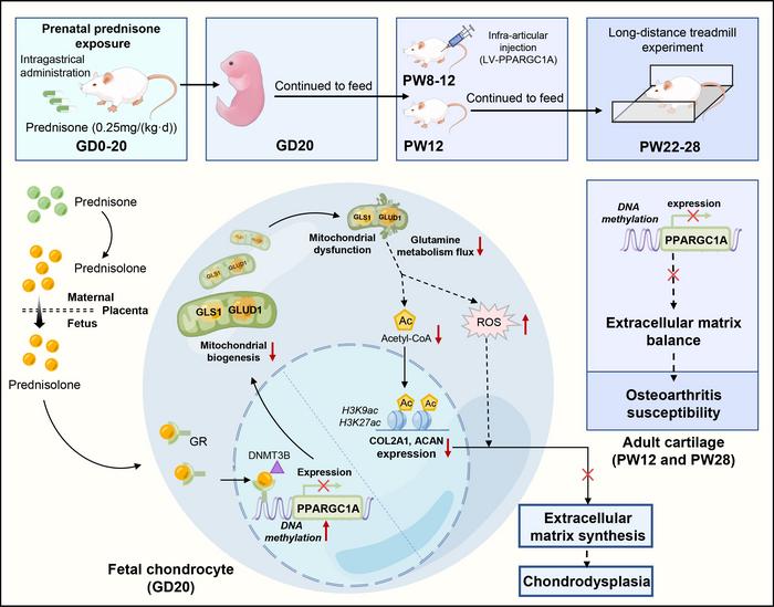 Mitochondrial glutamine metabo [IMAGE] | EurekAlert! Science News Releases