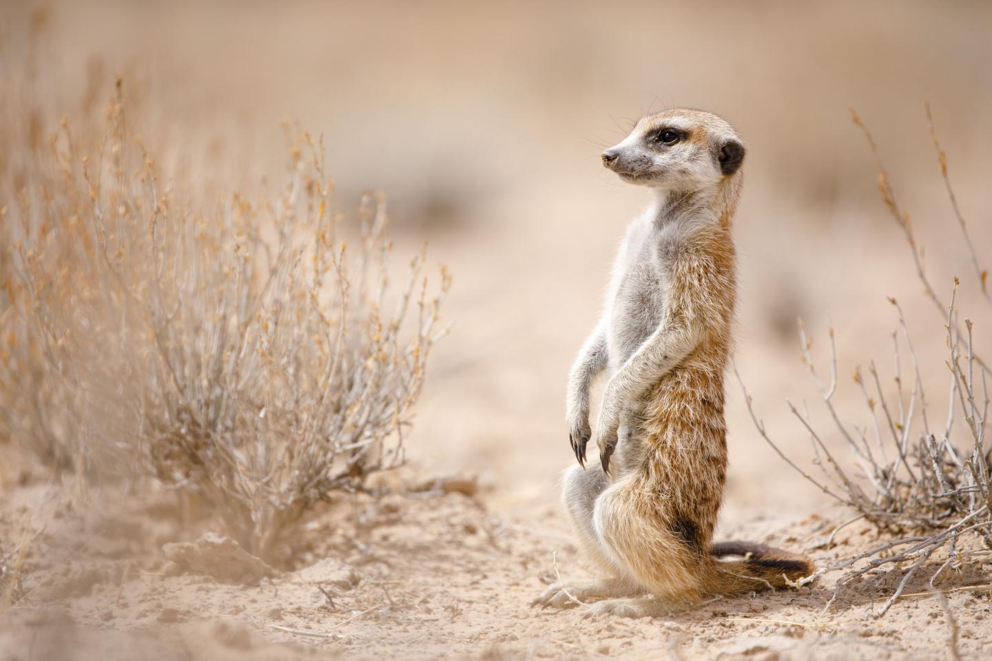 Meerkat [IMAGE] | EurekAlert! Science News Releases